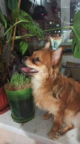 Вязка кобель чихуахуа