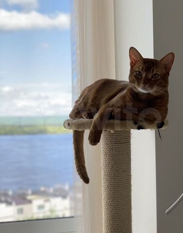 Вязка, абиссинец