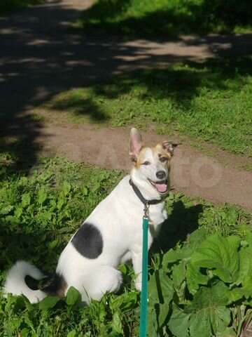 Расстаемся с любимой собакой