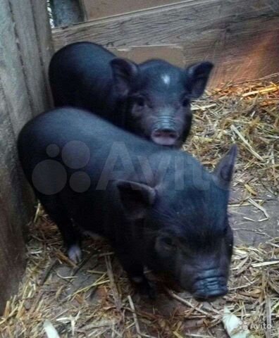 Вьетнамск вислобрюхий поросенок