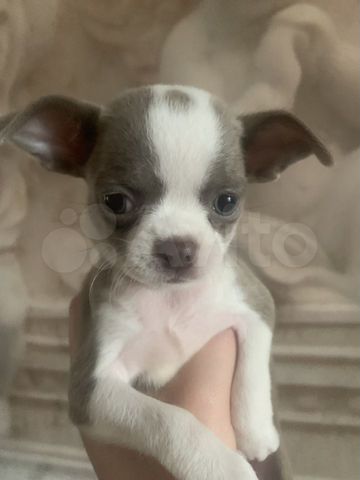 Девочка чихуа лилово-белая