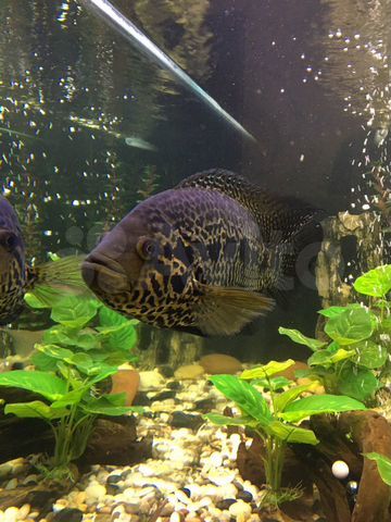 Рыба Цихлазома