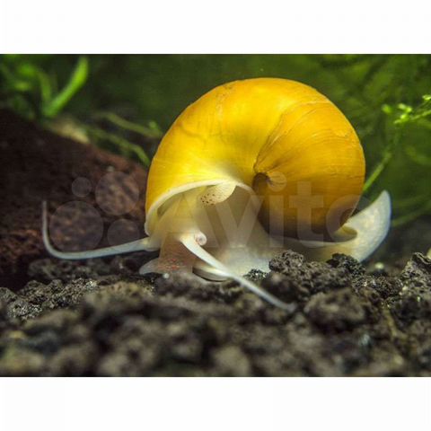 Улитки ампулярии