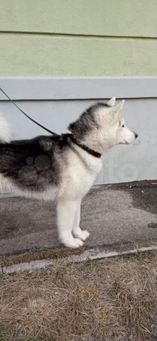 Маламут в добрые руки