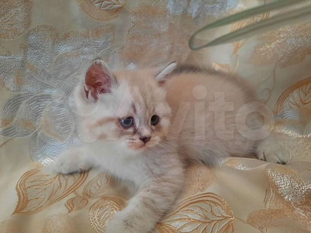 Шотландский котик колор-поинт