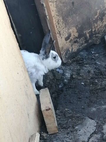 Кролики