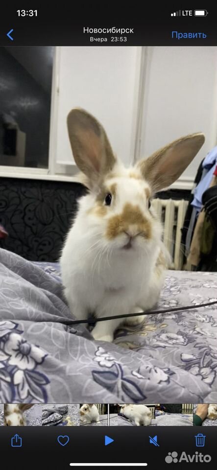 Декаративние кролики