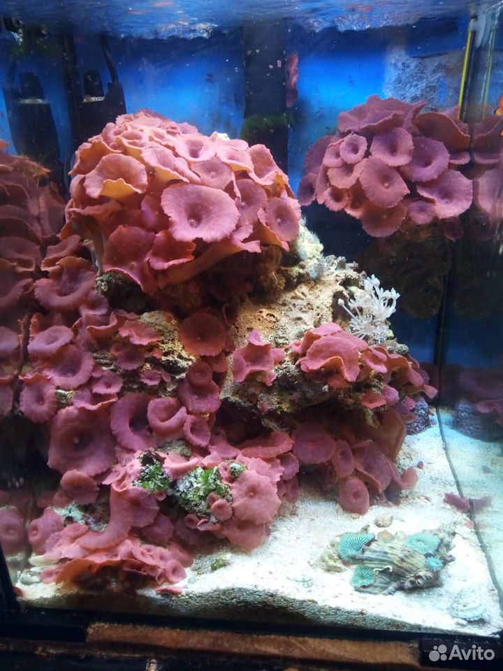 Коралл дискосома красная