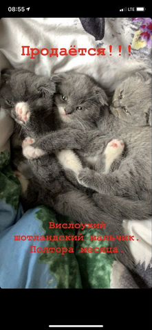 Котенок шотланский вислоухий