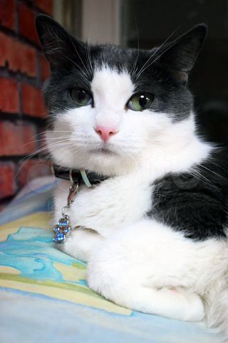 Котик Борис 1,5 года ищет дом