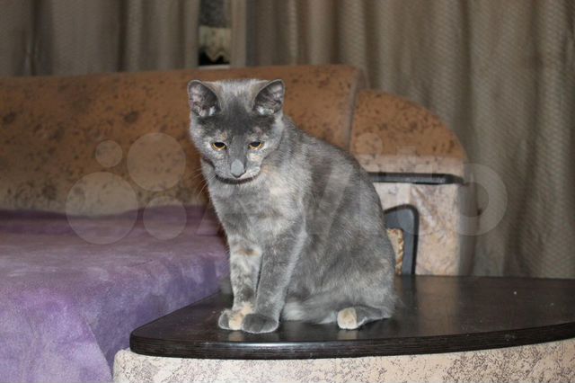 Фишка в добрые руки