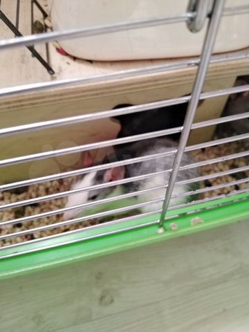 Декоративная крыса