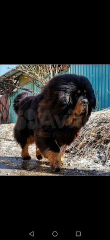 Шикарные девочки Тибетского мастифа