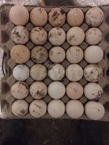 Индюшинные яйца