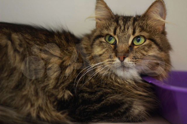 Фенотипичная сибирячка Пуша, красивая кошка