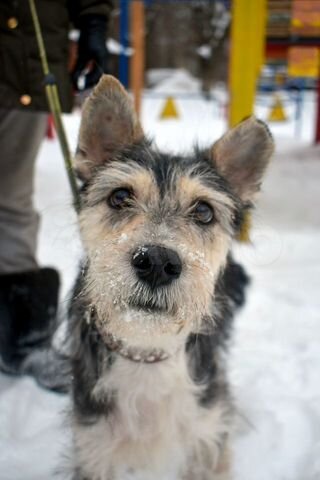 Собака Дикки в квартиру или частный дом