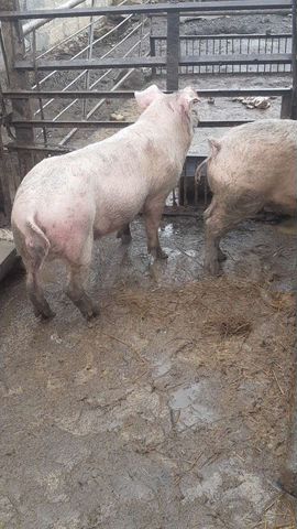 Свиньи хрячок и свинка