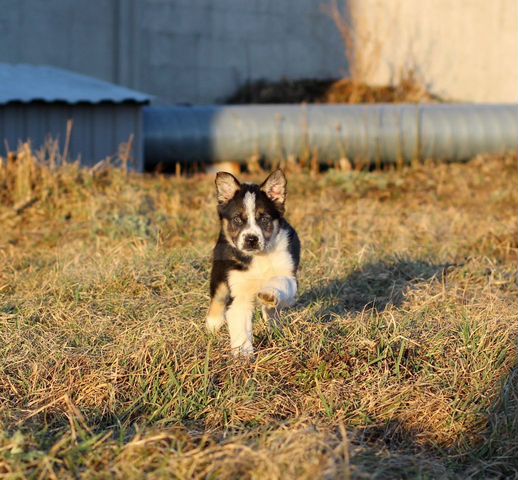 Красотка Ляля, прелестная щенуля, в дар