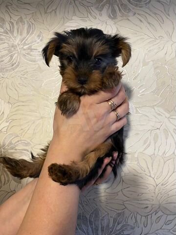 Продаются щенки ерки