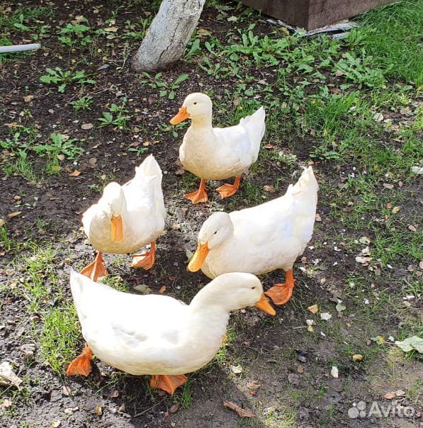 Утки агидель