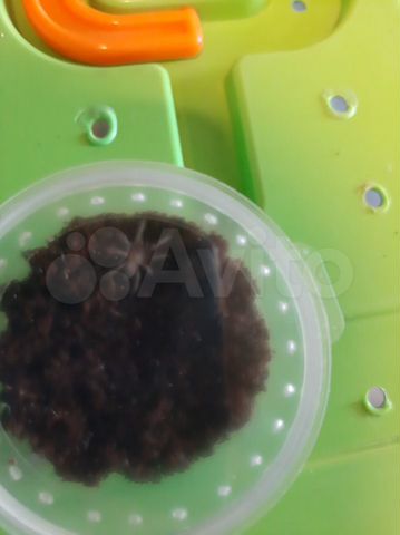 Паук Lasiodora parahybana