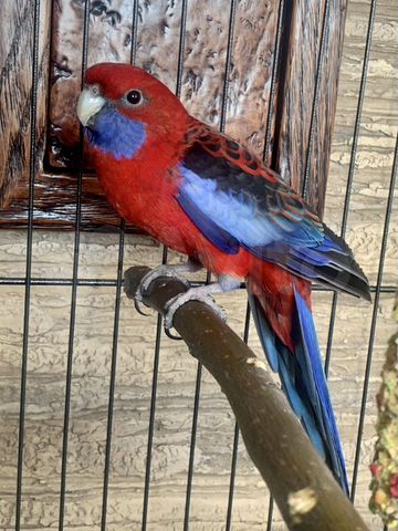 Розелла молодой самец