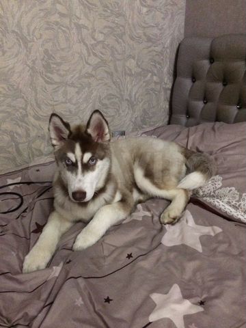 Сибирский хаски