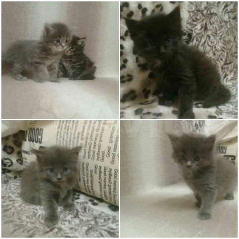 Котята мэйн кун