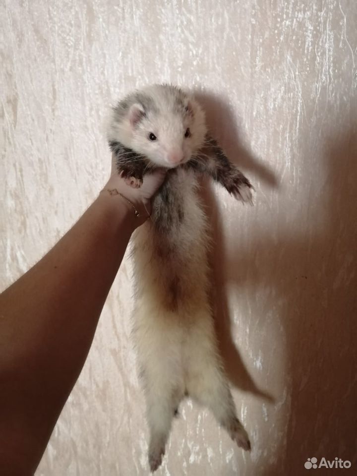 Хорьки в дар. Девочки