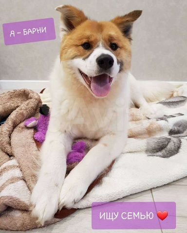 Собака (Барни)