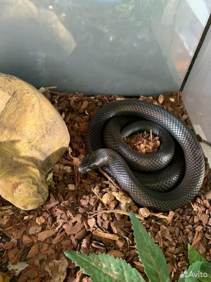 Чёрная королевская змея