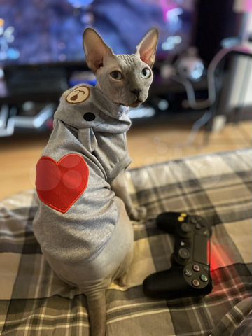 Канадский сфинкс вязка