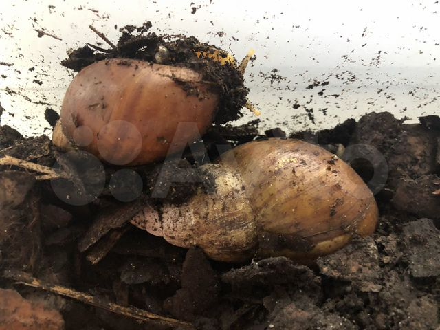 Улитки ахатины