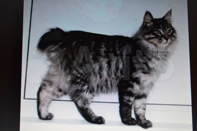 Котята продам