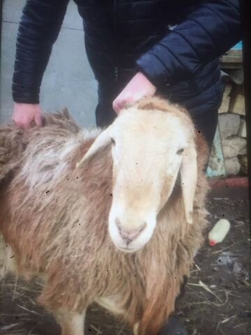 Баран на племя