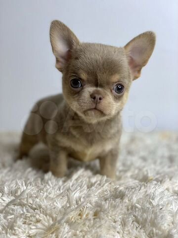 Микро мальчик чихуахуа