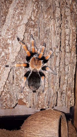 Паук птицеед