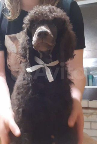 Большой пудель