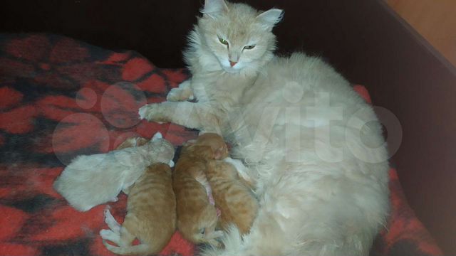 Милые рыжие котята