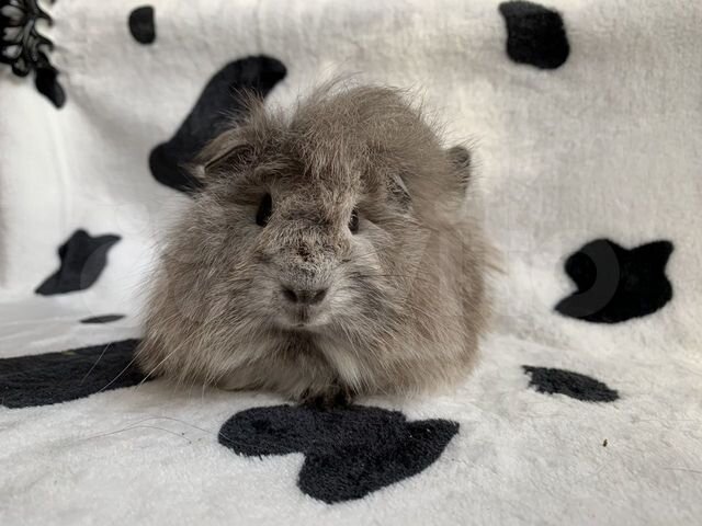 Морская свинка перуанец малыш