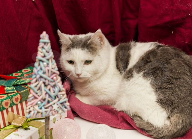 Кошечка ищет семью