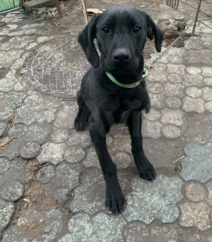 Лабрадор метиска