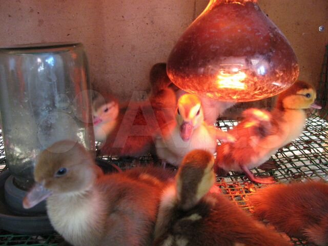 Утята индоутки