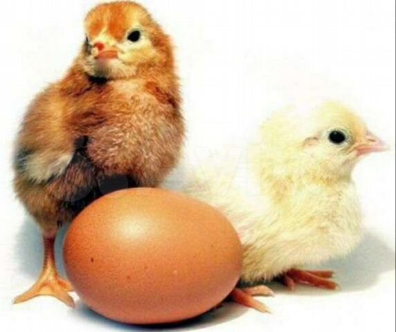 Цыплята суточные Ред Бро(мясо-яичного направления)