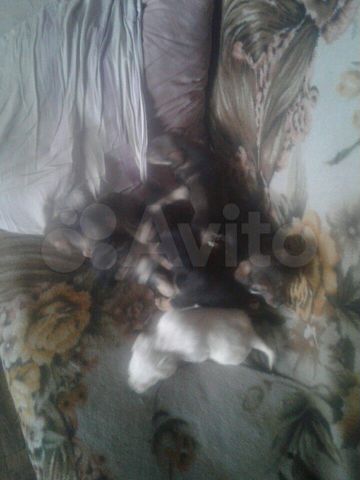 Щенята от такси