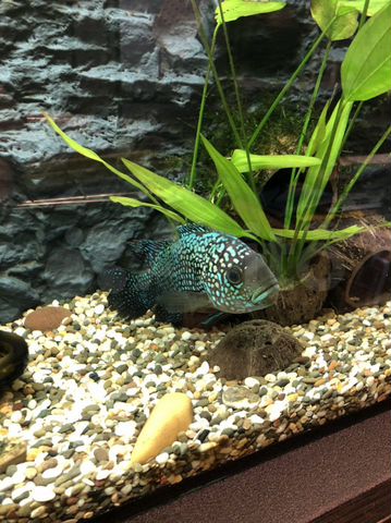 Рыбка Восьмиполосая цыхлазома