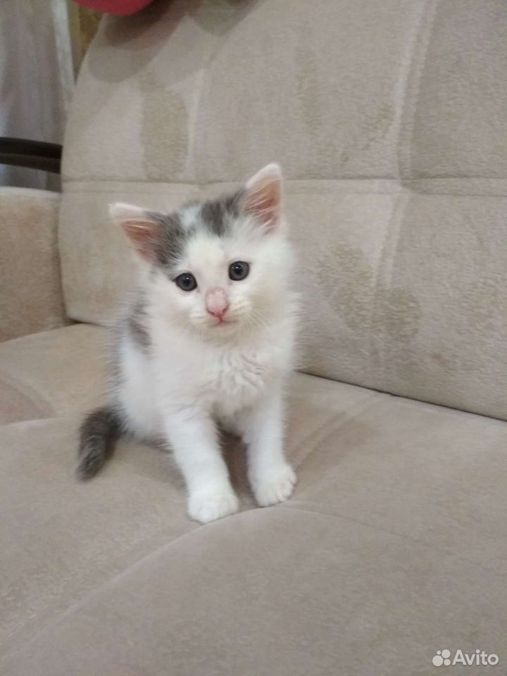 Котенок-лев