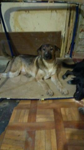 Собака в добрые руки