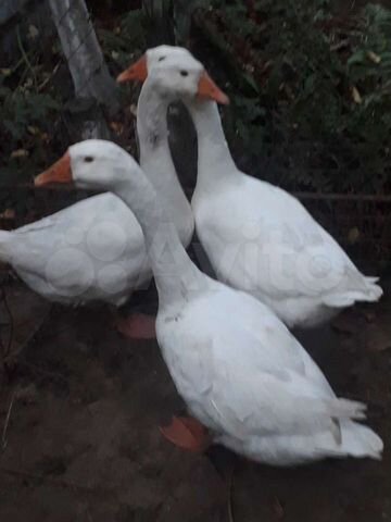 Гусак Линда 11 месяцев