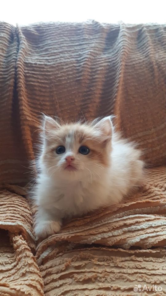 Пушистые котята в добрые руки